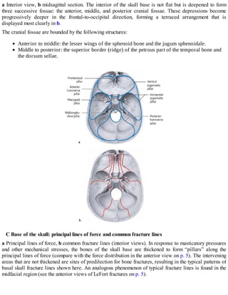 Thieme, Atlas of Anatomy | PDF