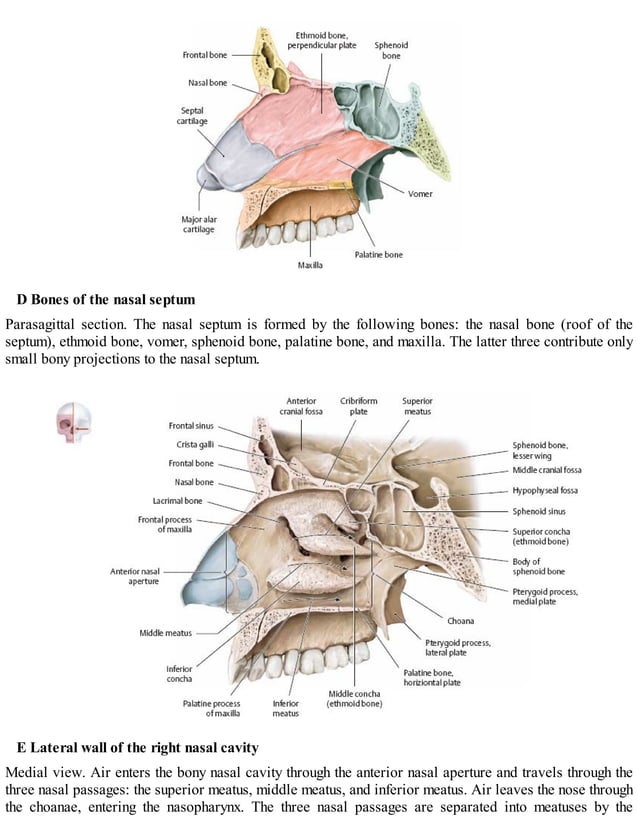 Thieme, Atlas of Anatomy | PDF
