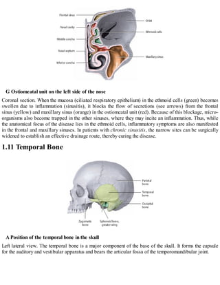 Thieme, Atlas of Anatomy | PDF