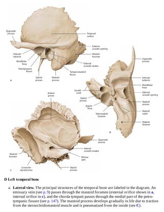 Thieme, Atlas of Anatomy | PDF