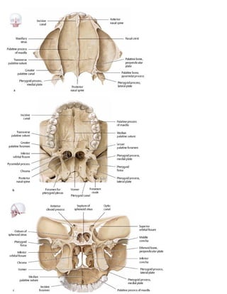 Thieme, Atlas of Anatomy | PDF