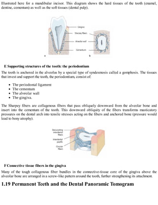 Thieme, Atlas of Anatomy | PDF