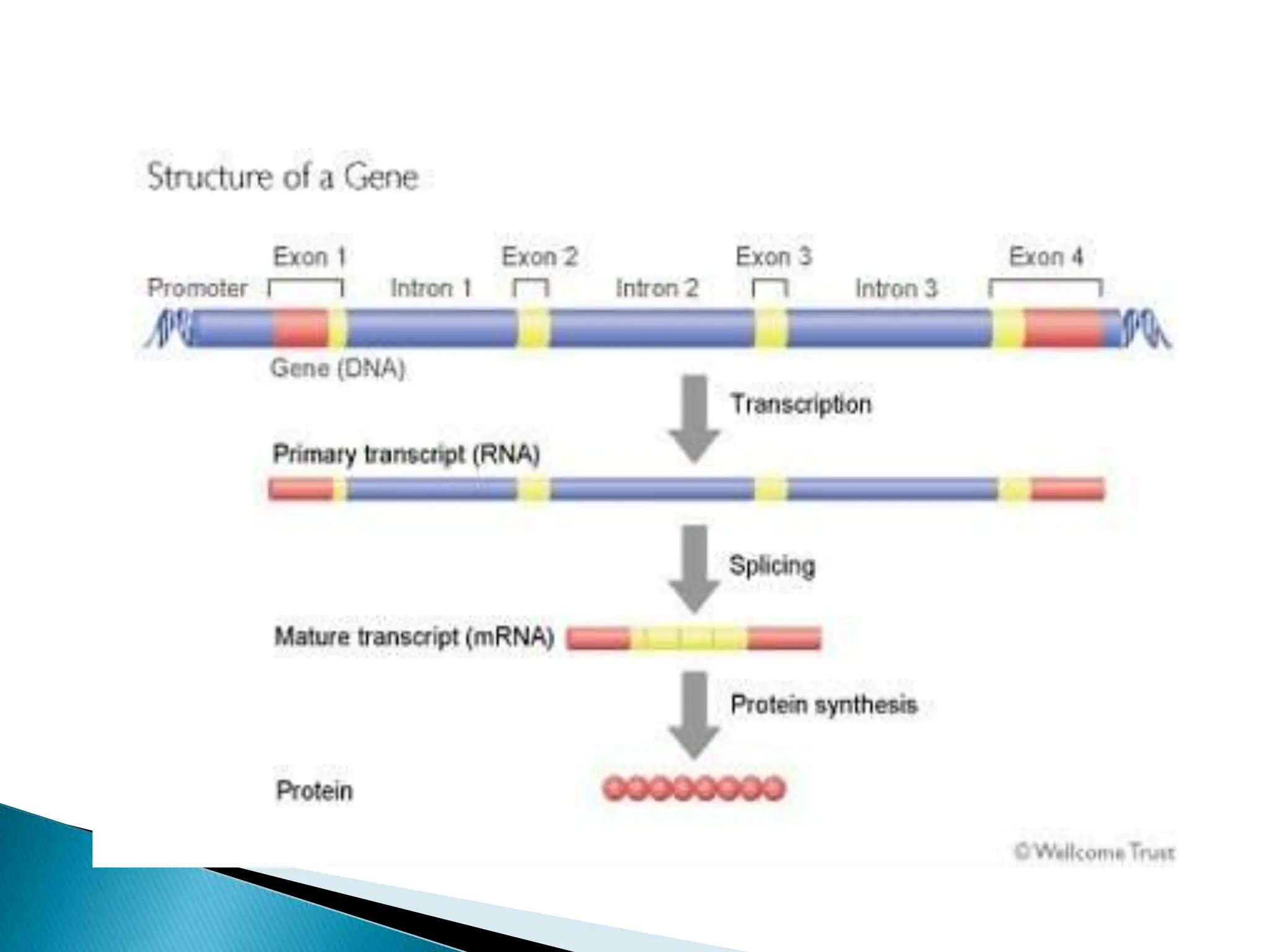 Genetic concept types of gene........... | PPTX