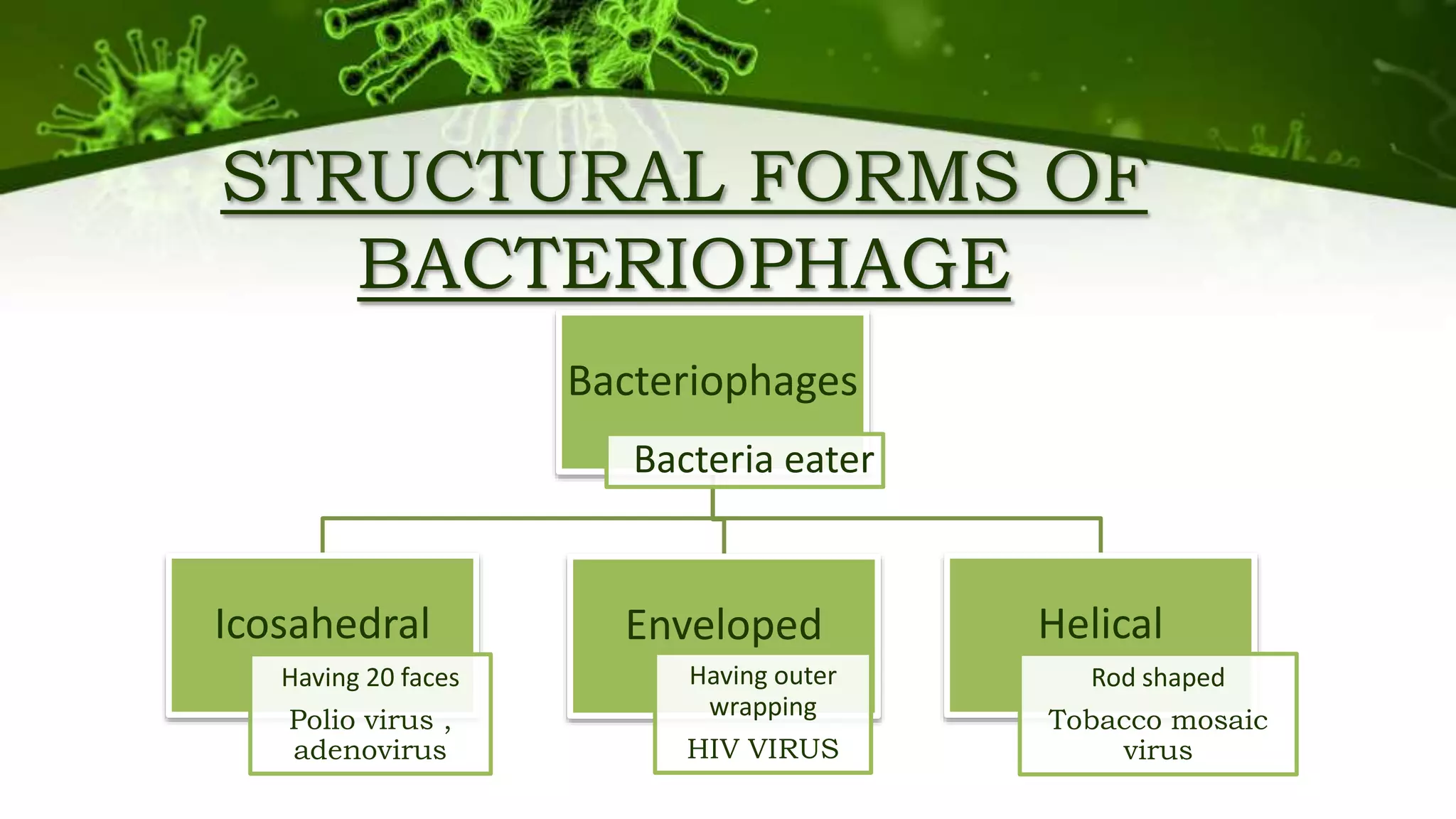 virus life cycle | PPTX