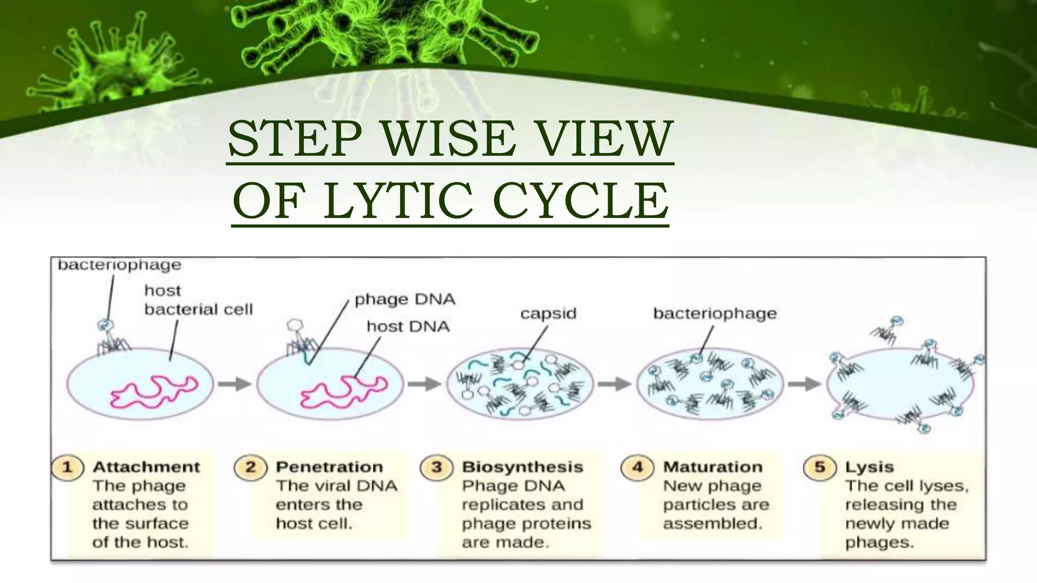 virus life cycle | PPTX