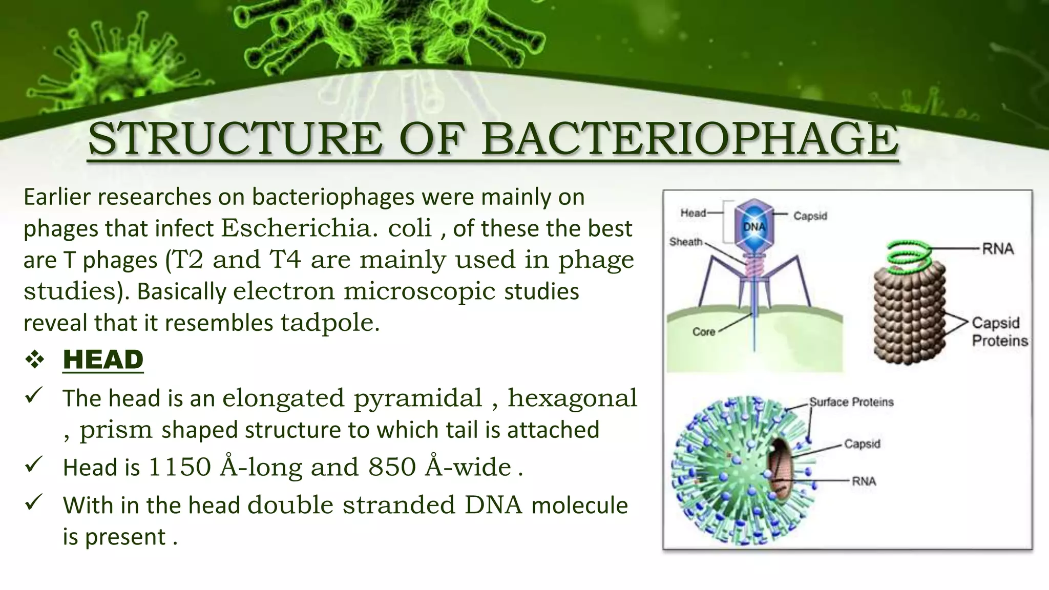 virus life cycle | PPTX