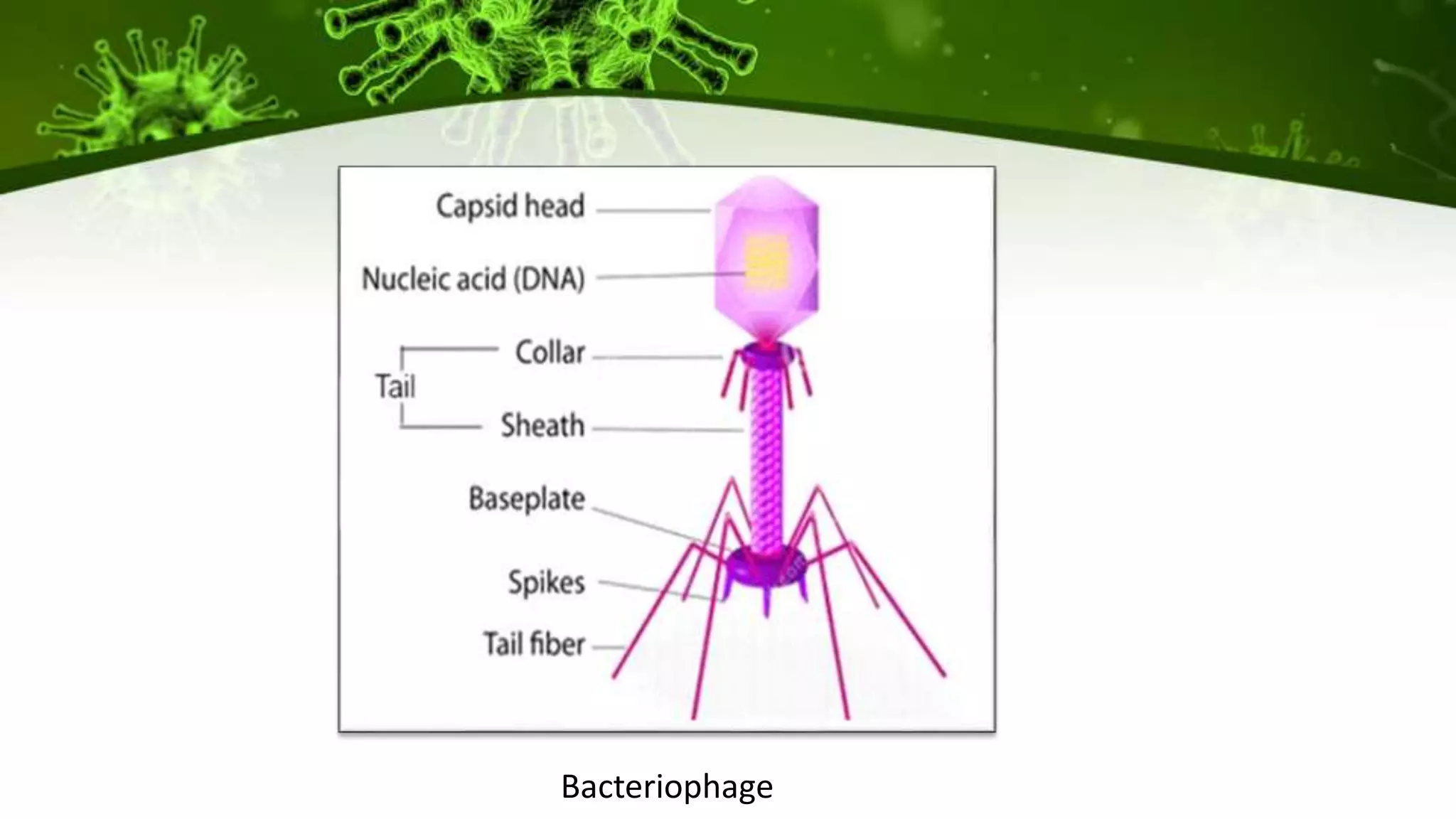 virus life cycle | PPTX
