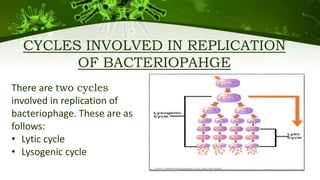 virus life cycle | PPTX