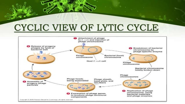 virus life cycle | PPTX | Biological Sciences | Science