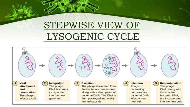 virus life cycle | PPTX | Biological Sciences | Science