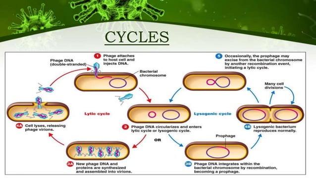 virus life cycle | PPTX | Biological Sciences | Science