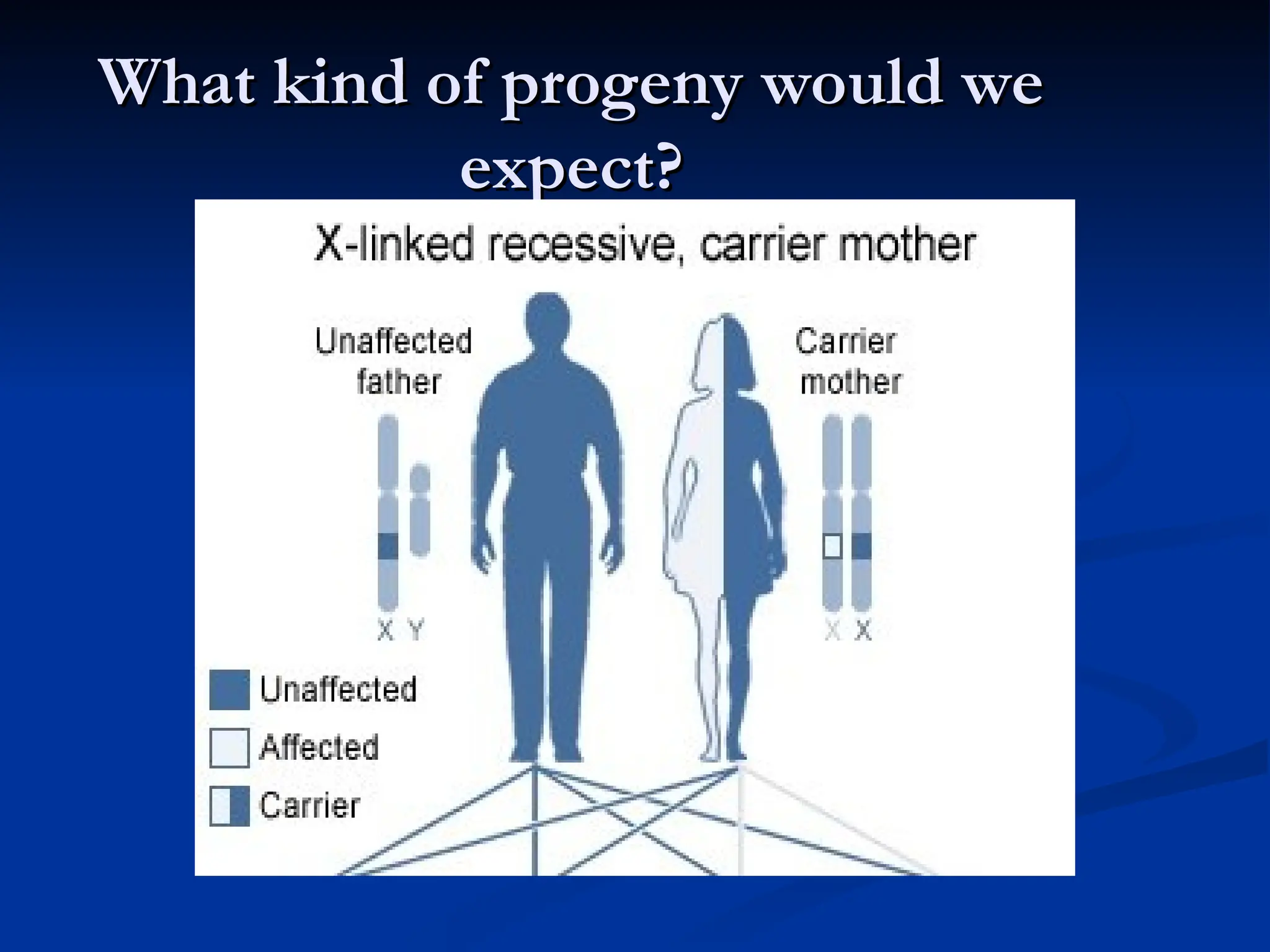 1606735473 Sex Linkage And Sex Linked Traits Ppt