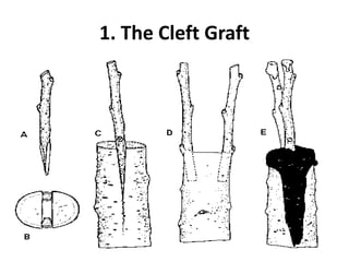 1606924238-grafting.pptx