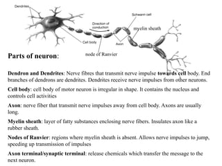 1607090112-lecture-17-neuron.pptx free to download | PPT