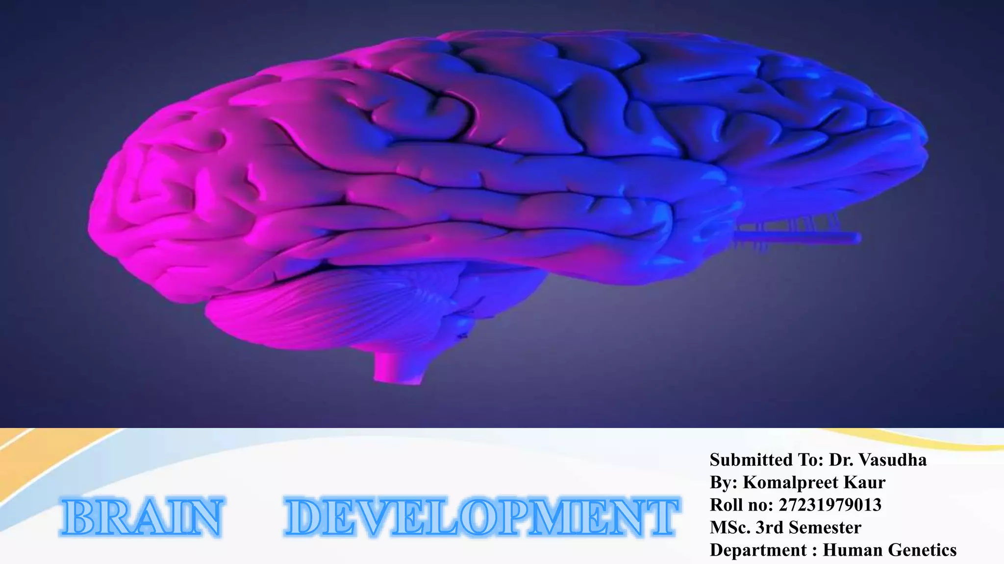 Brain development | PPTX