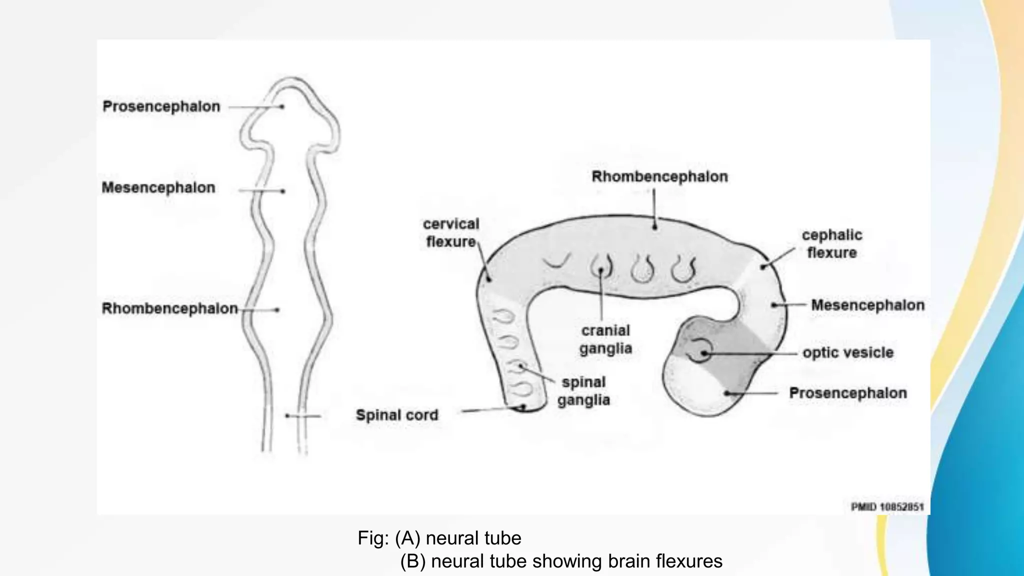 Brain development | PPTX