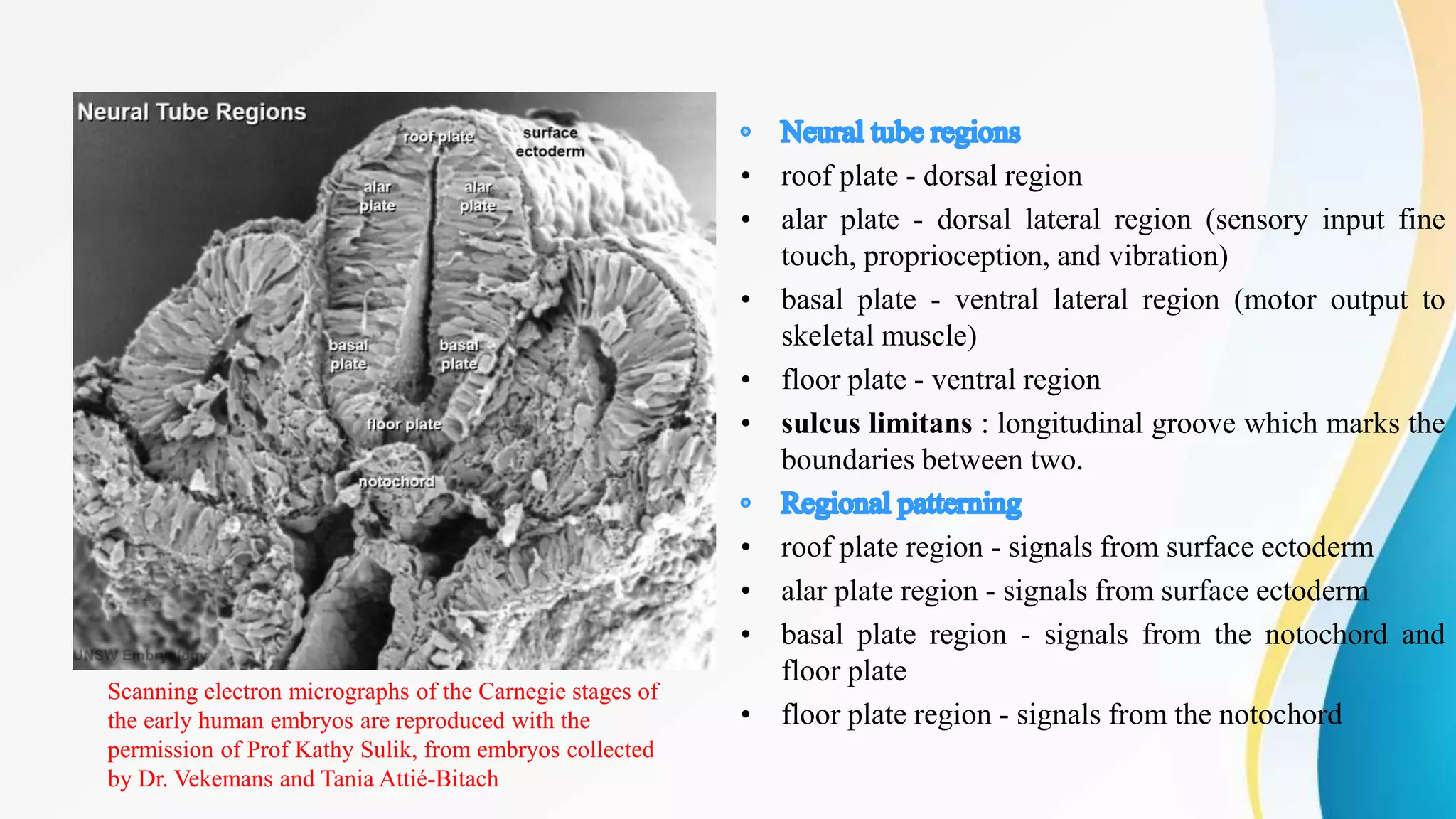 Brain development | PPTX