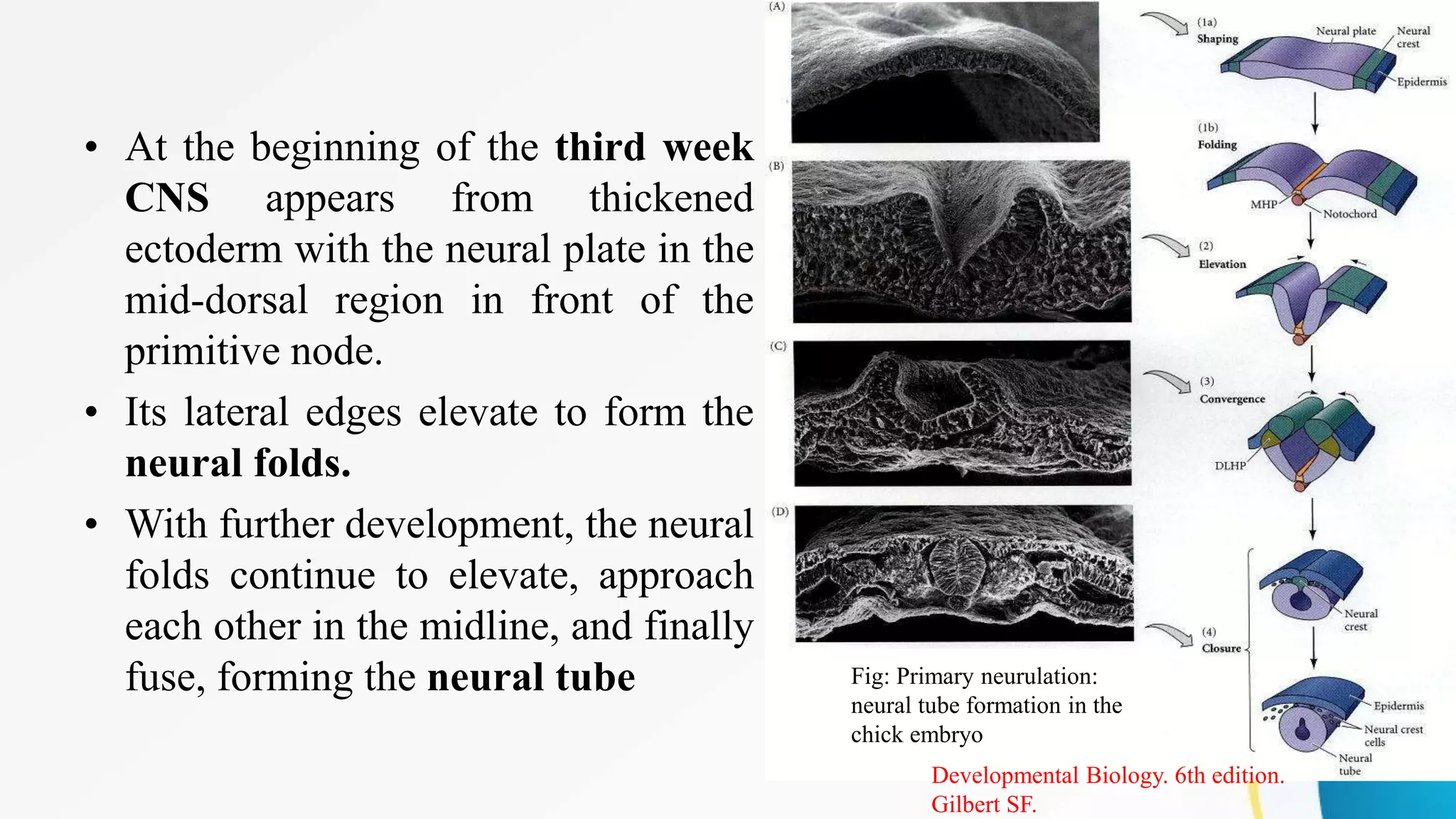 Brain development | PPTX