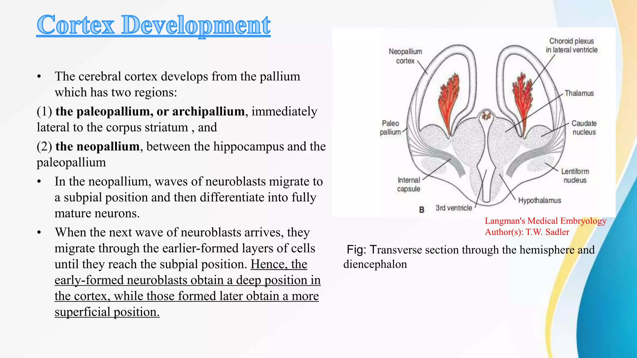 Brain development | PPTX