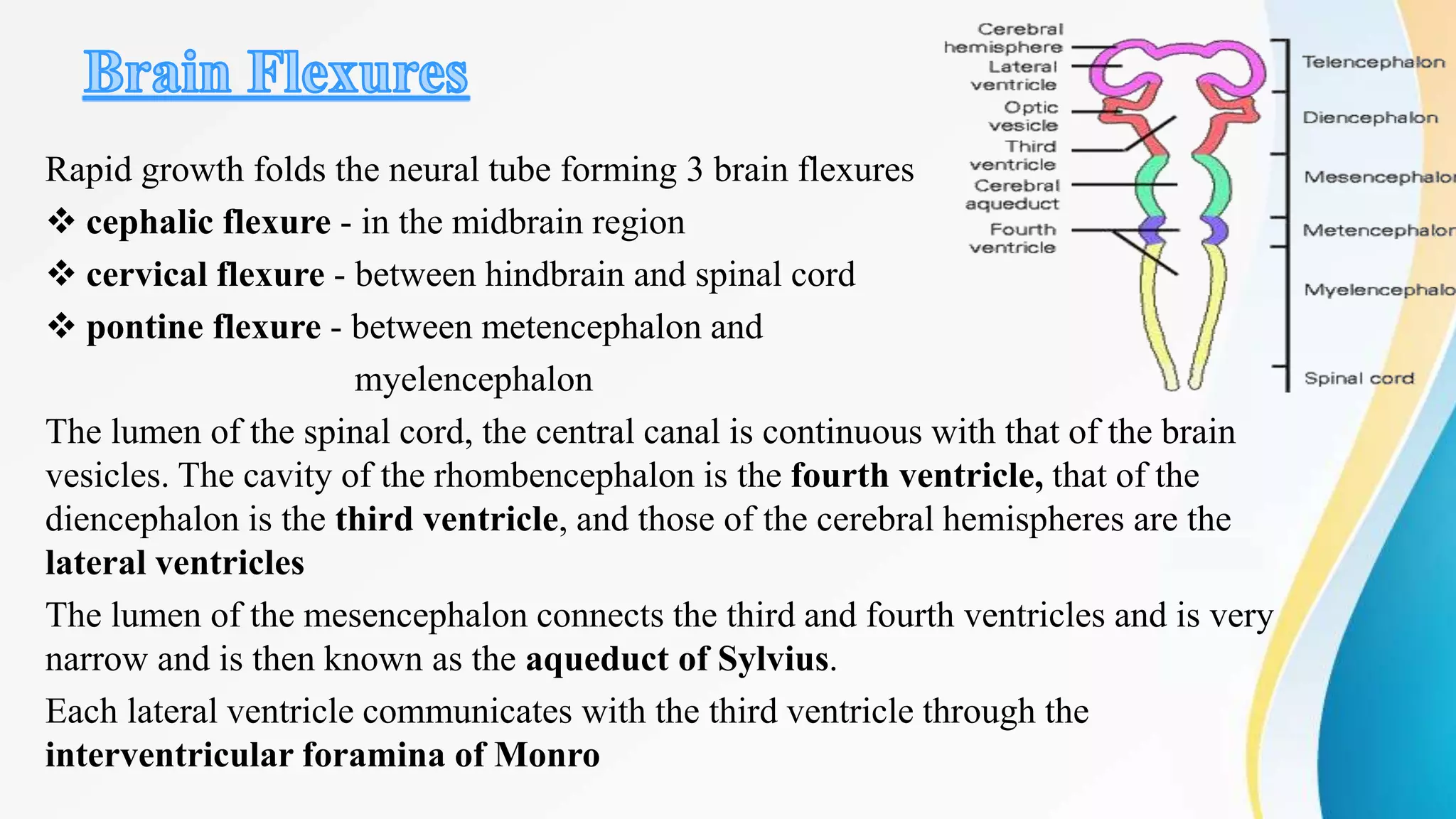 Brain development | PPTX