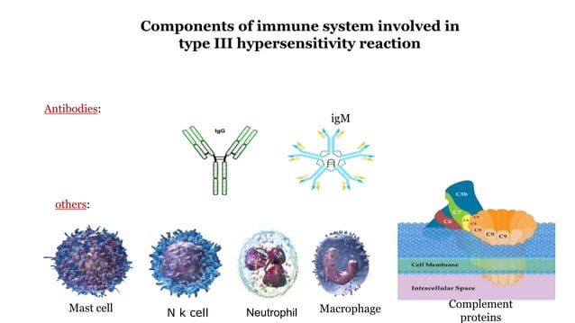 Hypersensitivity (Type 3 Hypersensitivity) | PPTX | Allergies ...