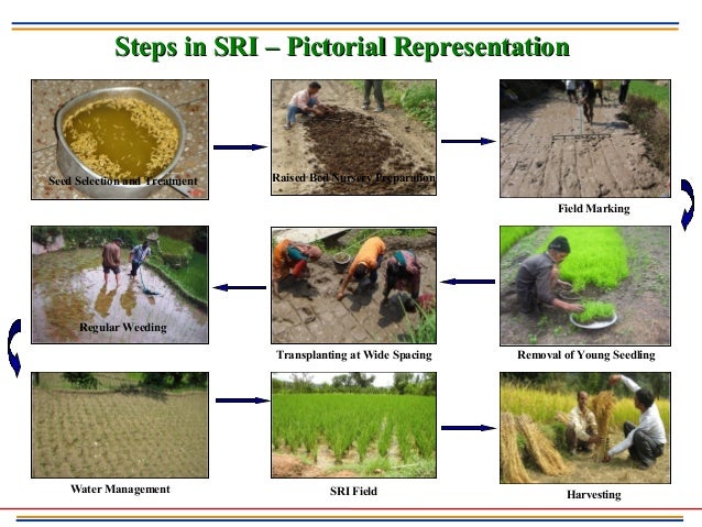1608 - How farmers in Uttarakhand reworked the System of Rice Intensi…