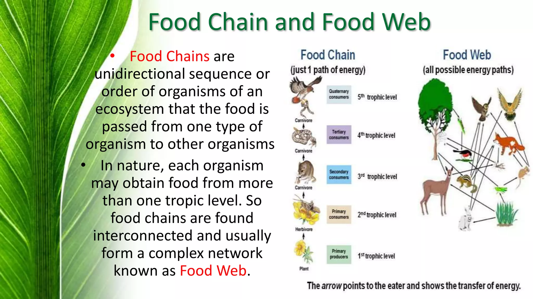 Food web structure and energy flow | PPTX