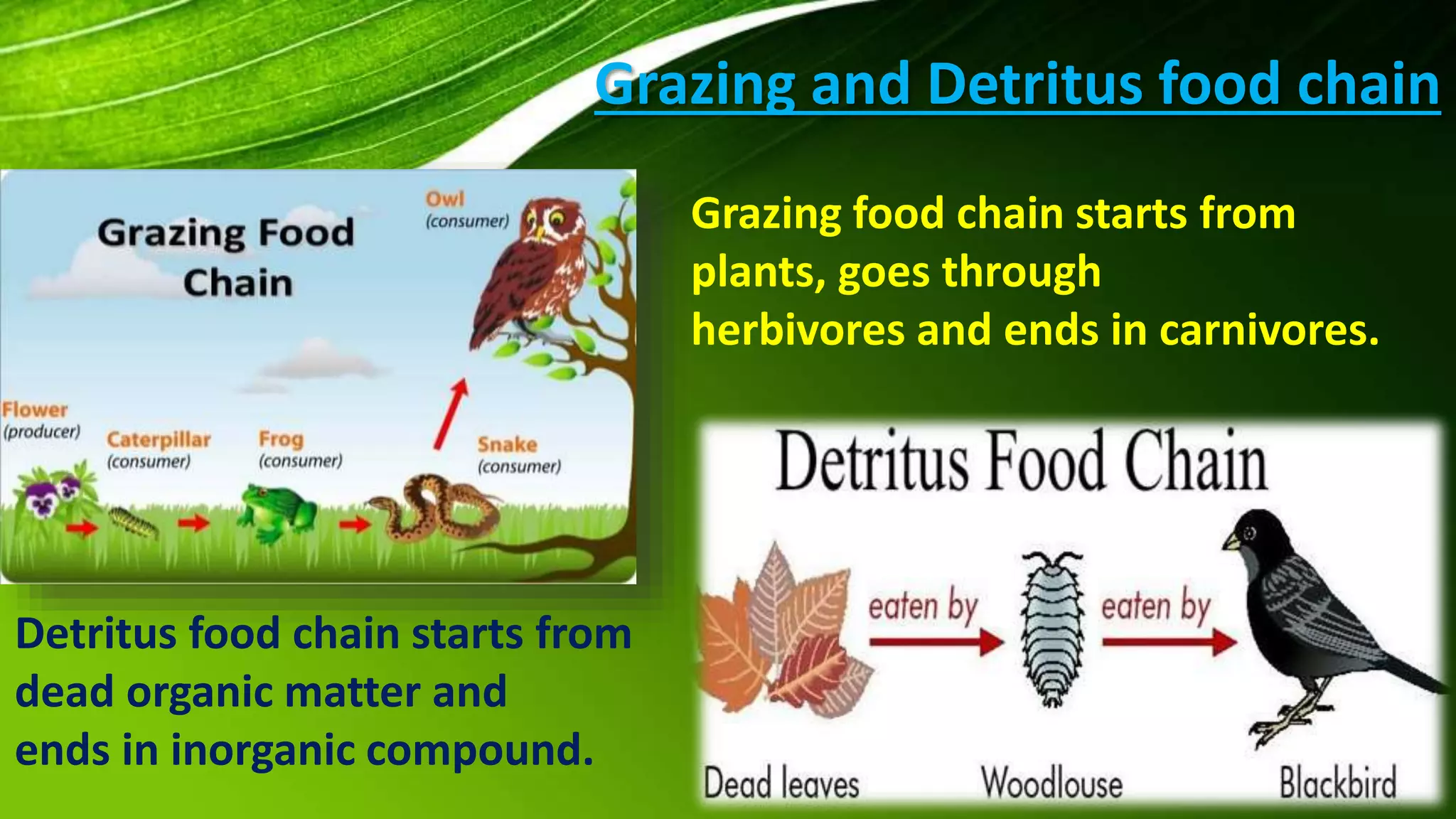 Food web structure and energy flow | PPTX