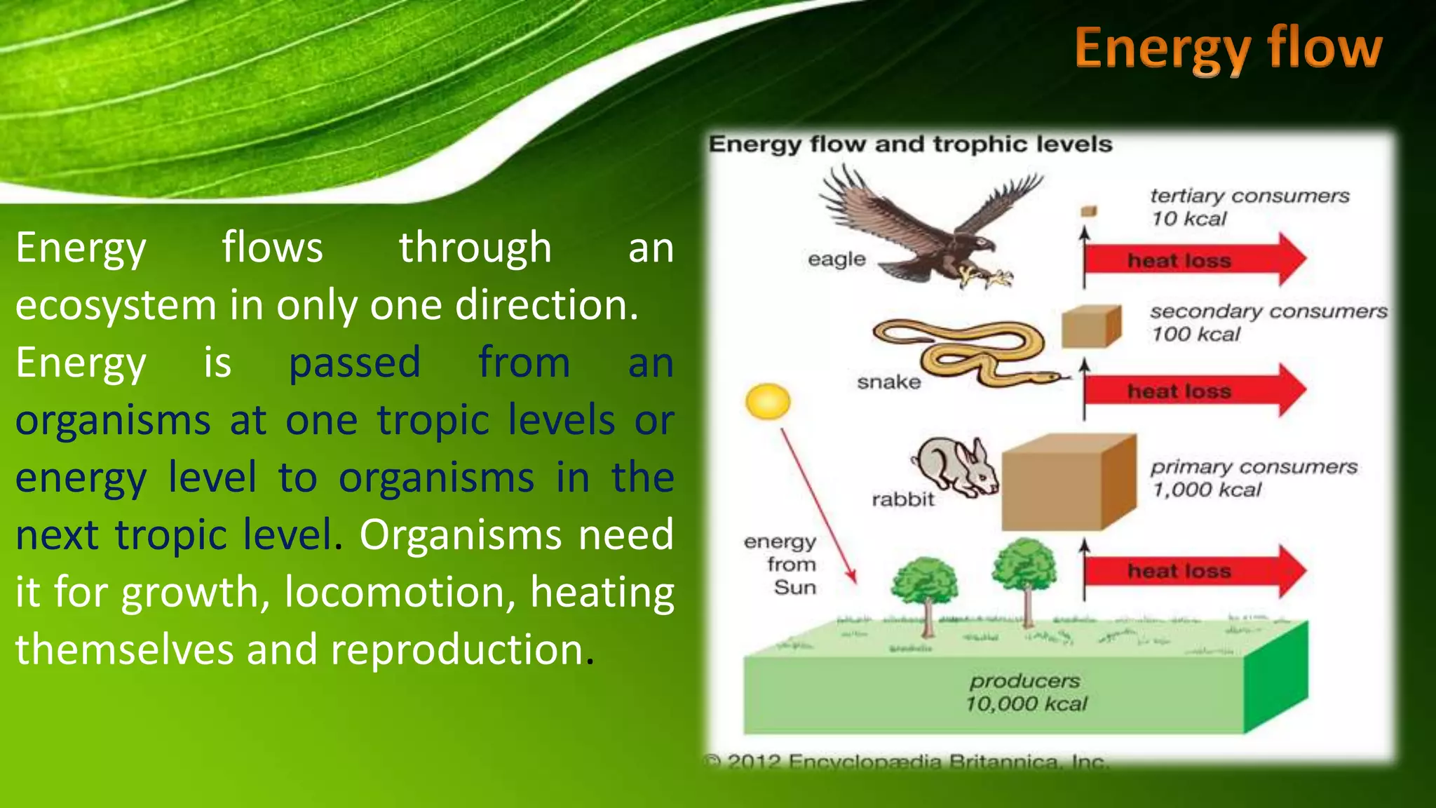 Food web structure and energy flow | PPTX