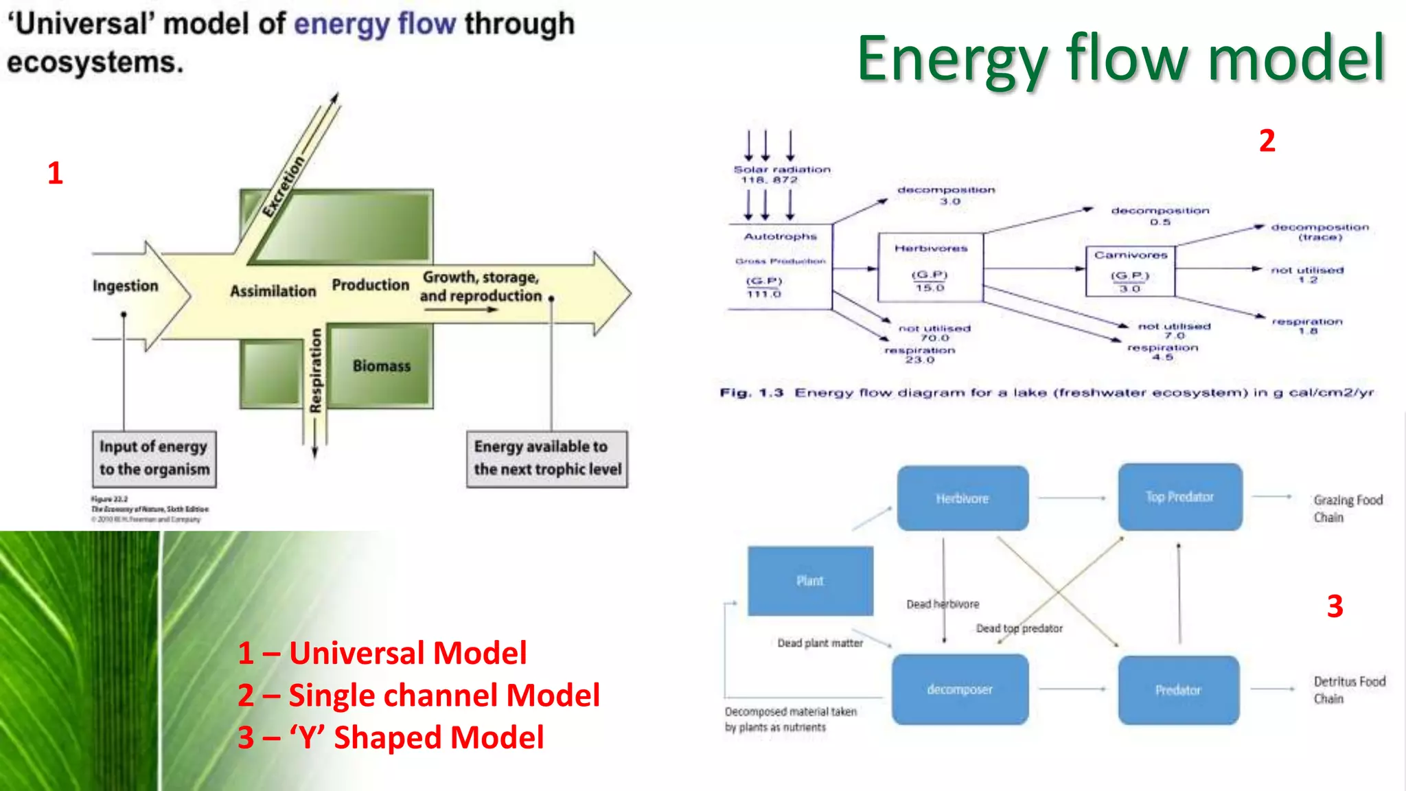 Food web structure and energy flow | PPTX