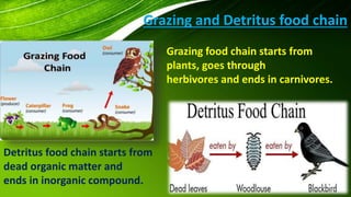 Food web structure and energy flow | PPTX