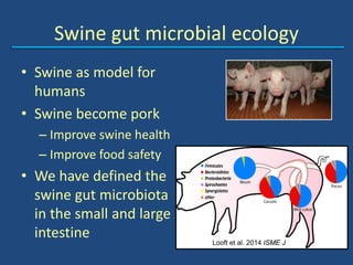Dr. Heather Allen - The Swine Gut Microbiota: Status and Outlook | PDF