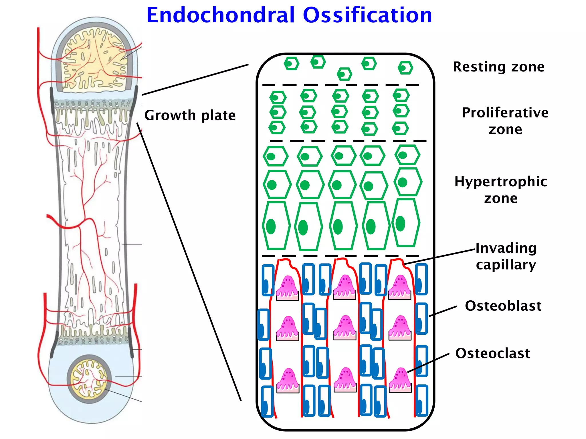 Dr. Laura Amundson - Initiation of Bone Lesions in Young Growing Pigs ...