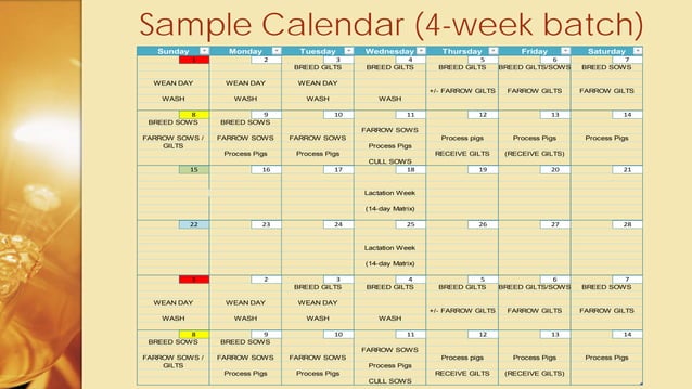 Dr. Dave Baumert - Impact of Batch Farrowing on Health and Productivity ...