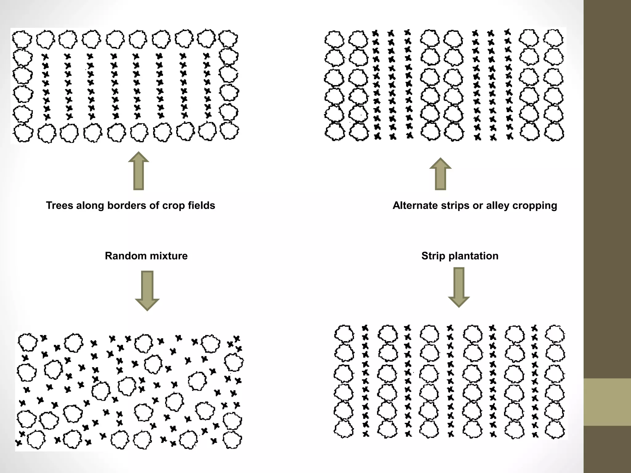 Modern Agroforestry Systems | PPTX