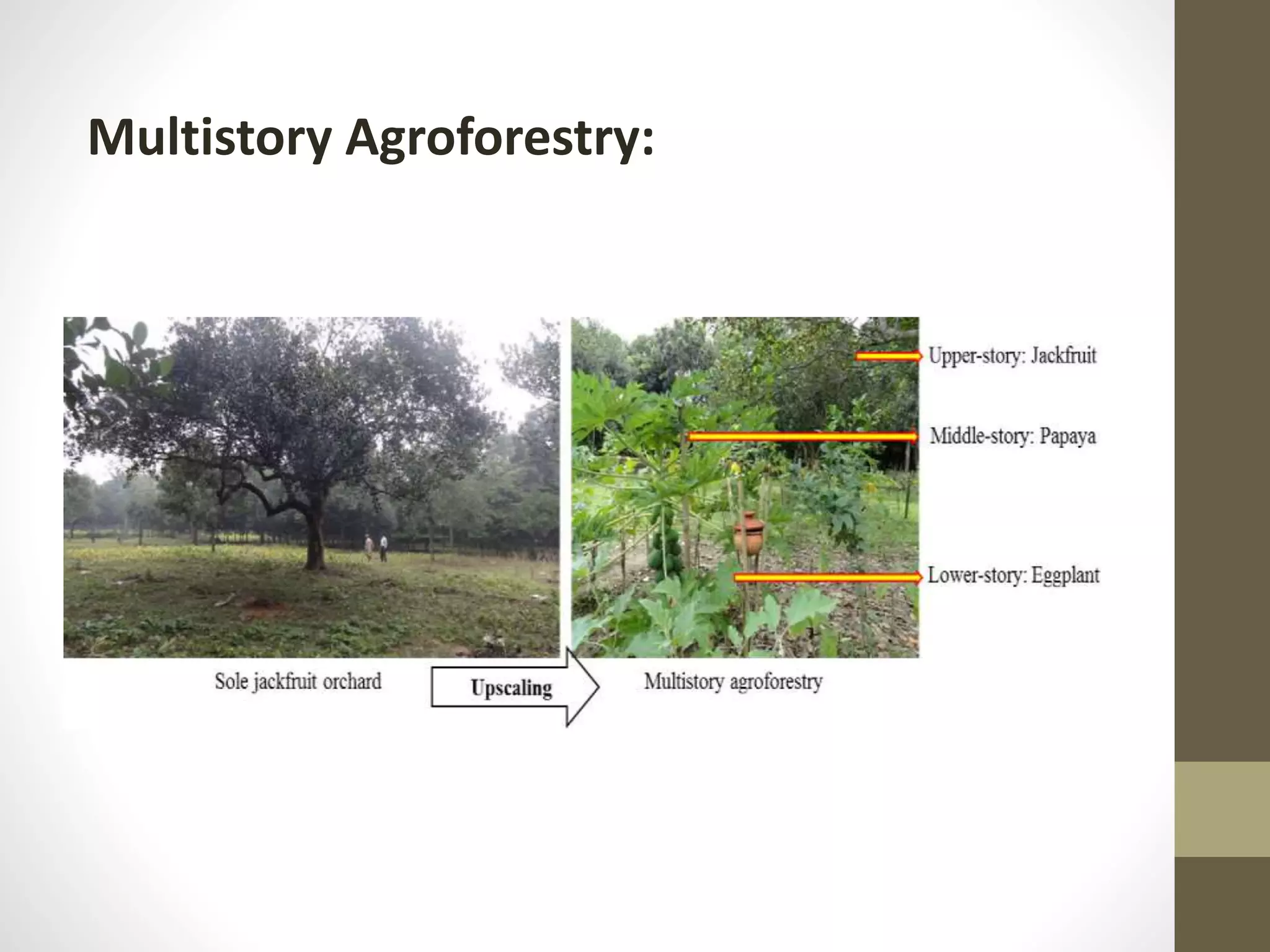 Modern Agroforestry Systems | PPTX