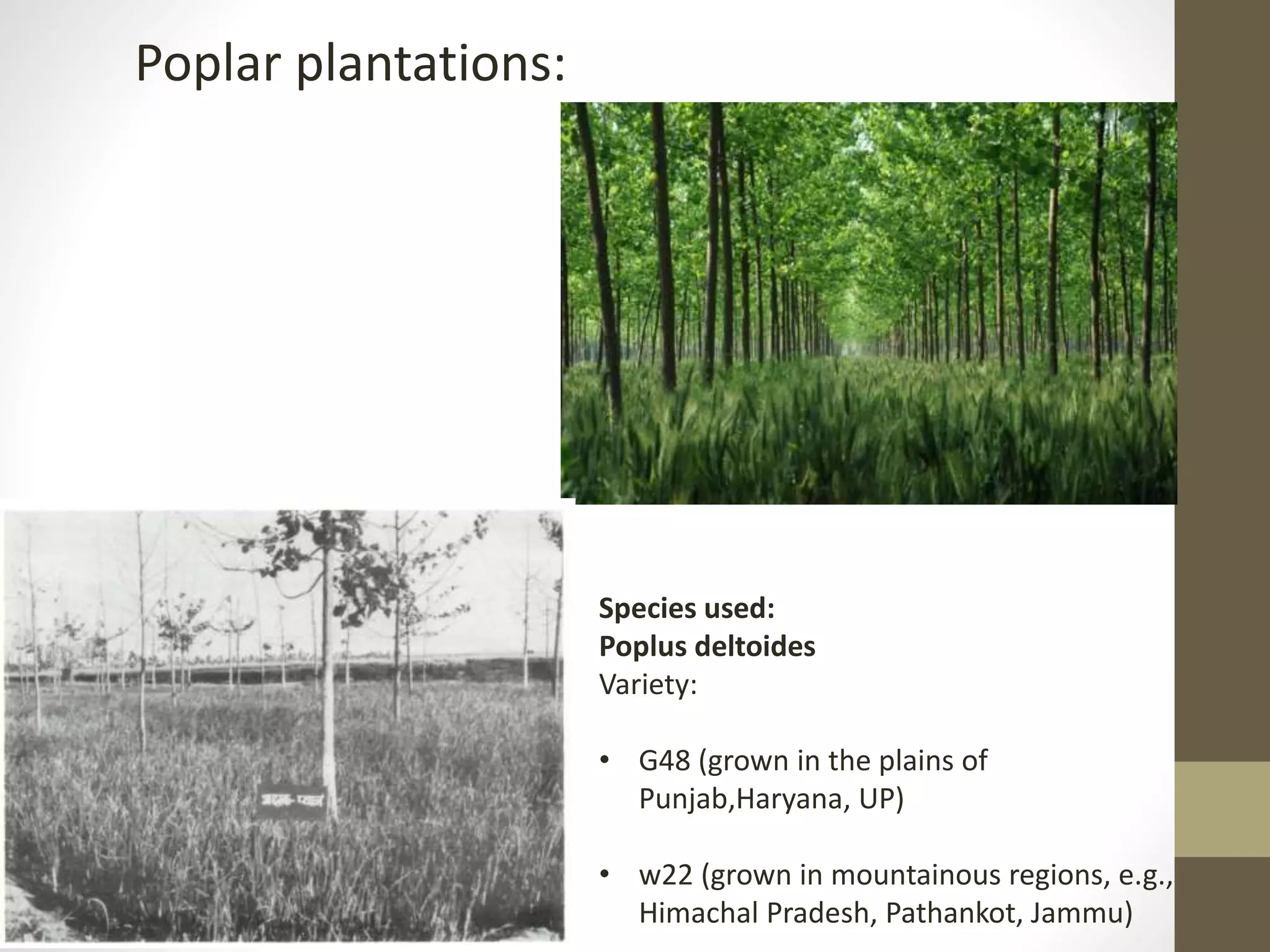 Modern Agroforestry Systems | PPTX