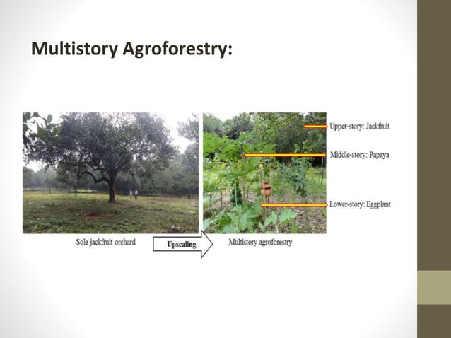 Modern Agroforestry Systems | PPTX