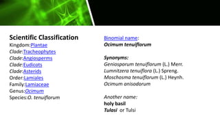 Holy basil Tulsi.pptx