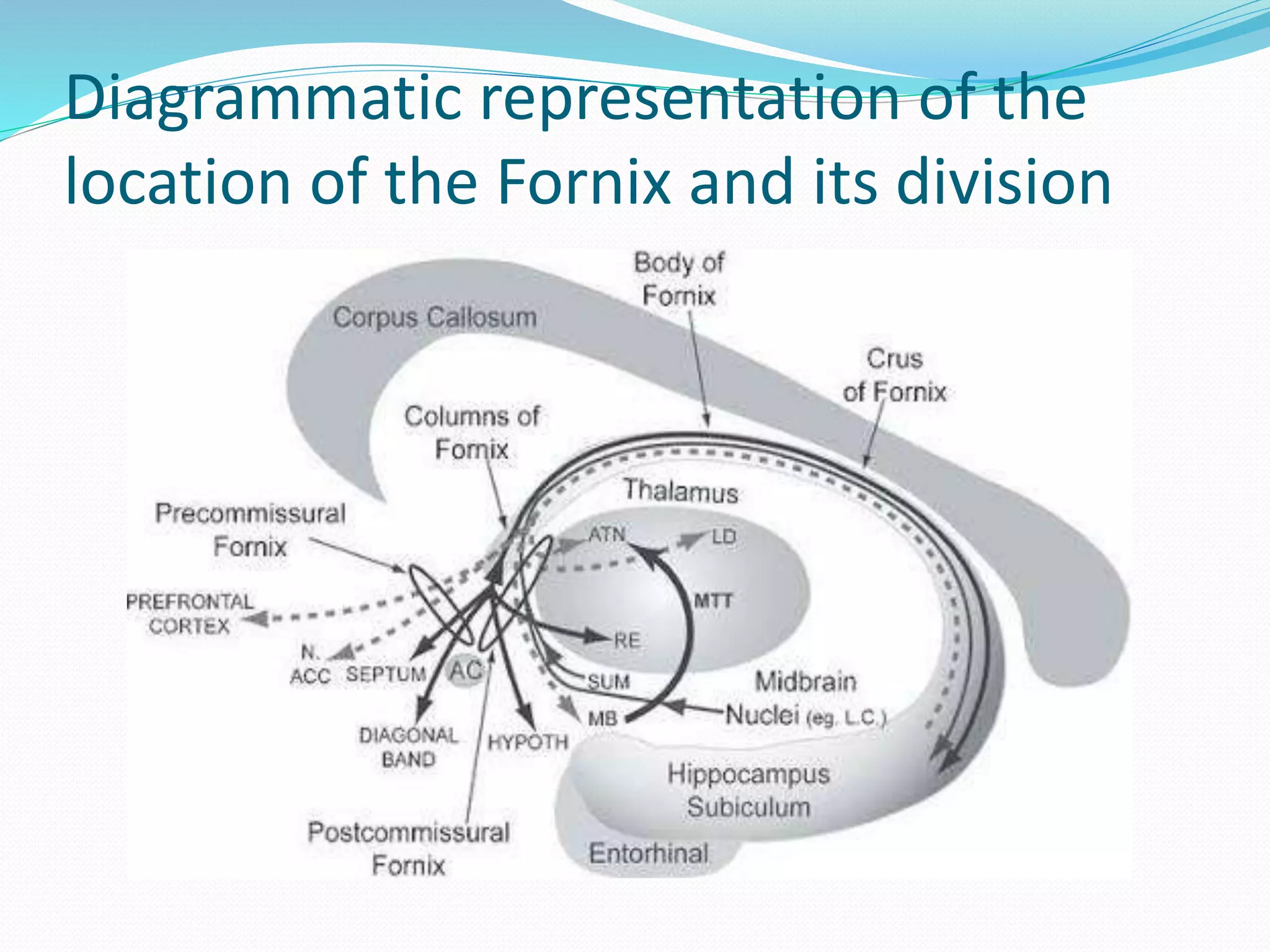 Limbic System and It's parts | PPT