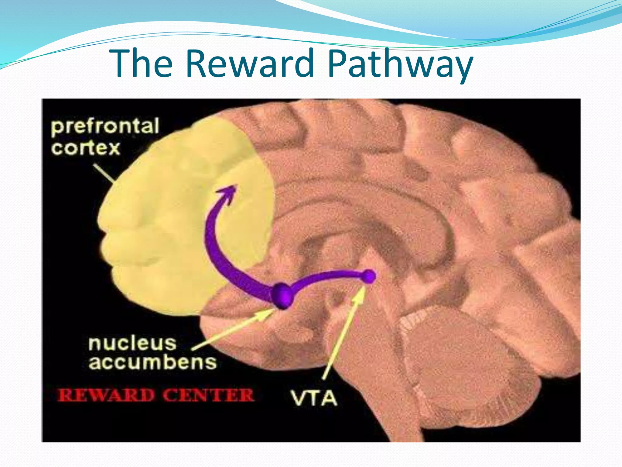 Limbic System and It's parts | PPT