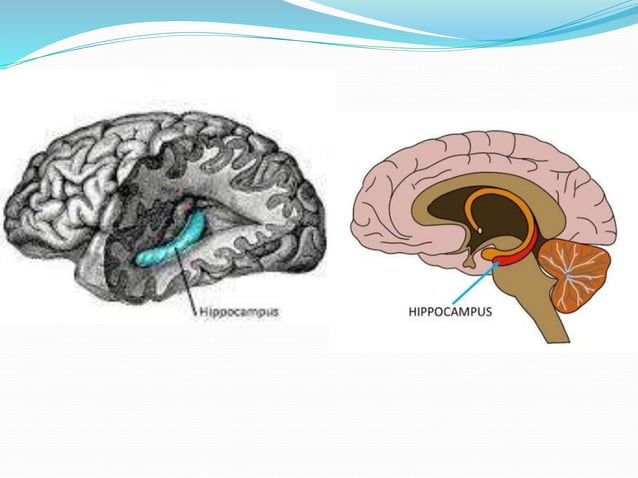 Limbic System and It's parts | PPT