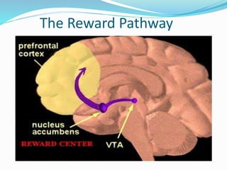 Limbic System and It's parts | PPT