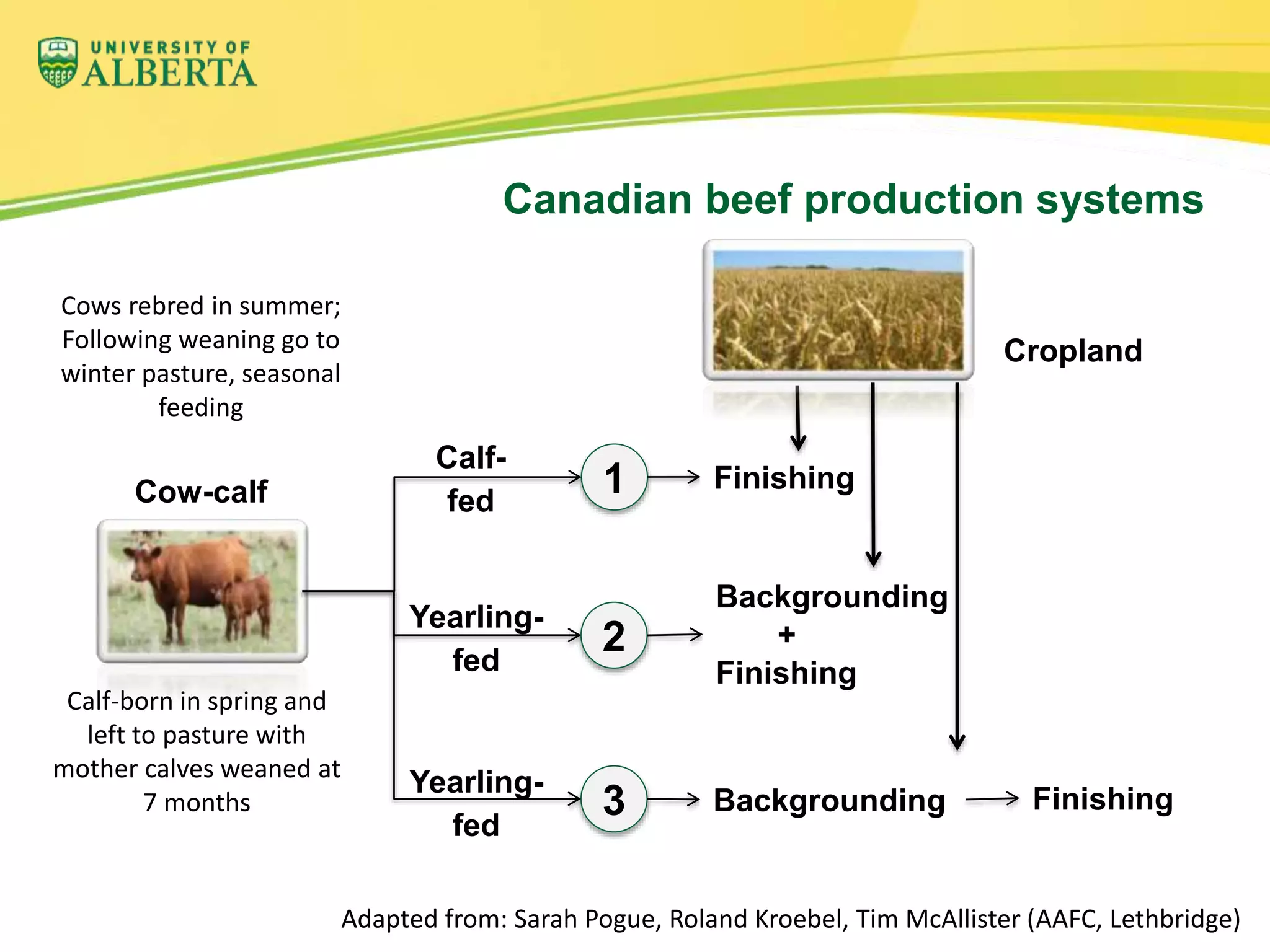 Dr. Danielle Maia De Souza - Assessing impacts of beef production on ...