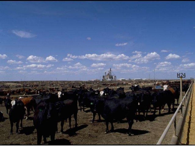 Mr. Tom McDonald - JBS Five Rivers Cattle Feeding