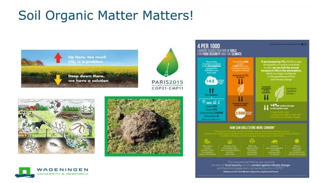 Dr. Martin Scholten - Promising Sustainable Beef | PPTX | Agriculture ...