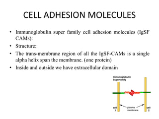 Cell cell adhesion..... Learning........ | PPTX | Biological Sciences ...