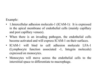 Cell cell adhesion..... Learning........ | PPTX | Biological Sciences ...