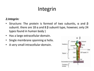 Cell cell adhesion..... Learning........ | PPTX | Biological Sciences ...