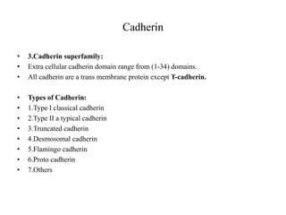 Cell cell adhesion..... Learning........ | PPTX | Biological Sciences ...